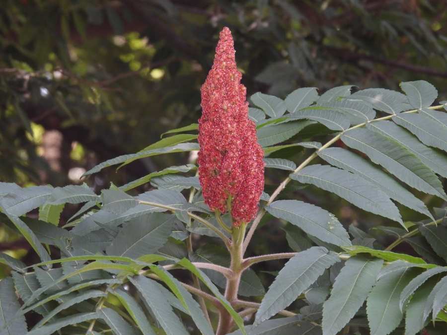 Staghorn Sumac | MSD